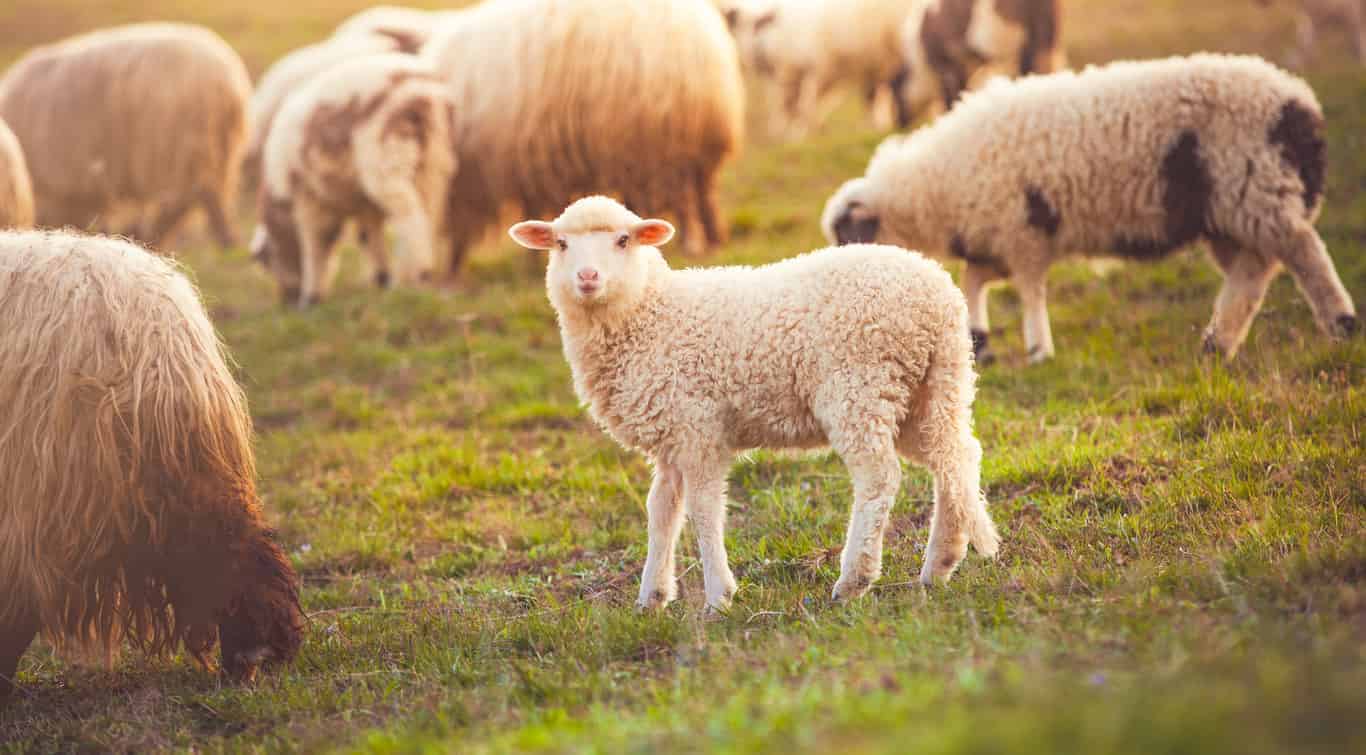 ¿Te sientes orgulloso de ser oveja de Su rebaño? - CVCLAVOZ