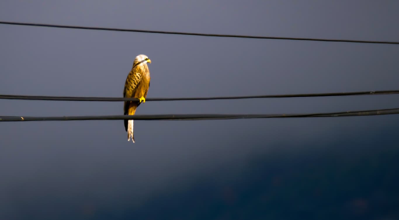 Solamente puedes escoger uno - CVCLAVOZ