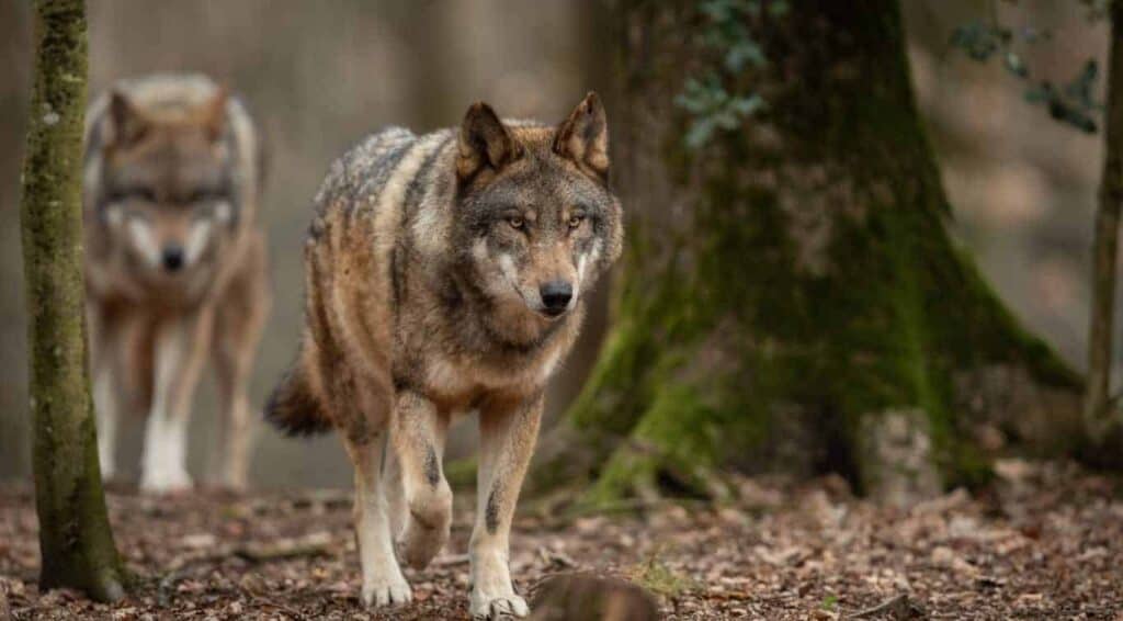 Mantente alerta, ¡no te descuides! - CVCLAVOZ